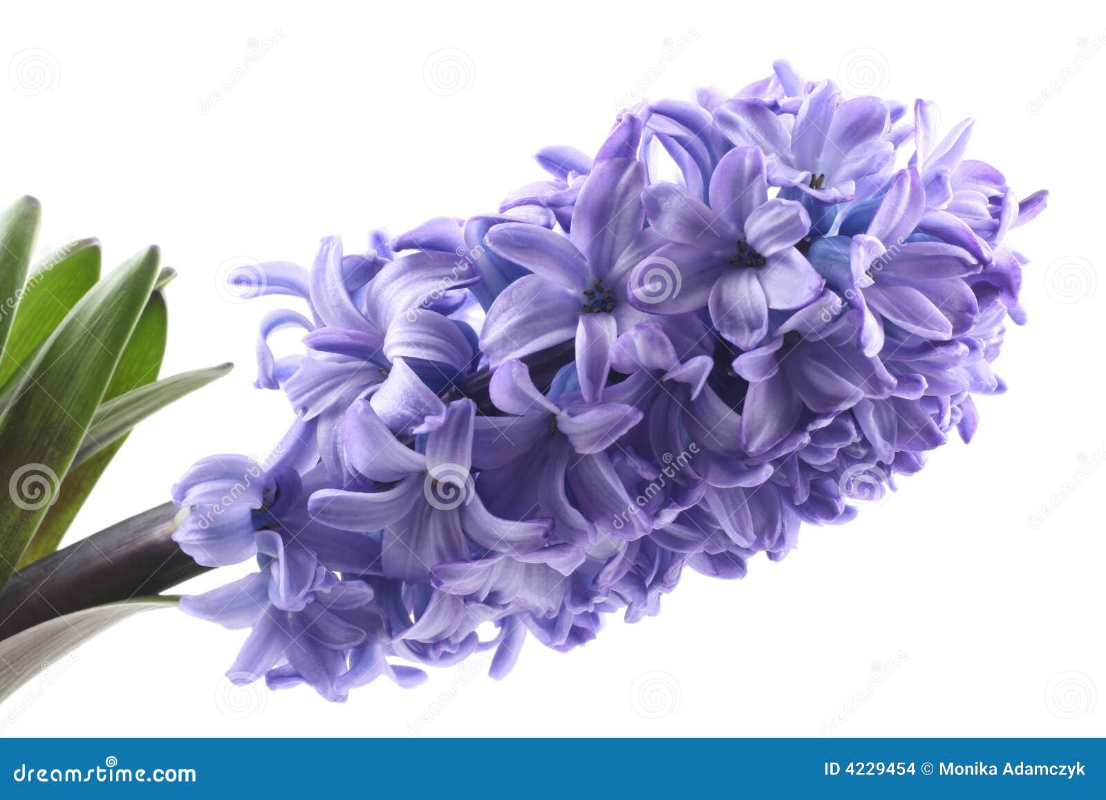 Hyacinth stock photo. Image of head, stems, spring, leaves - 4229454
