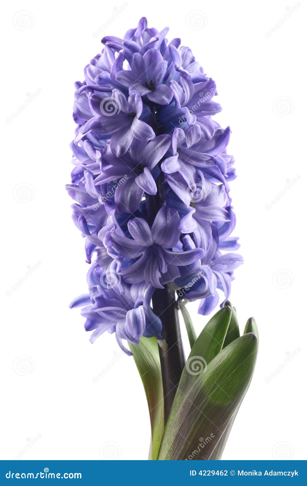 Hyacinth stock photo. Image of petal, mothers, isolated - 4229462