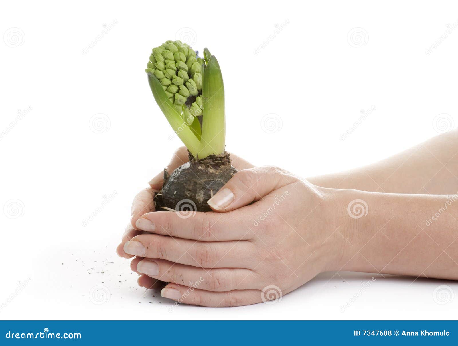 Hyacinth foto de stock. Imagem de planta, cuidado, hiacinto - 7347688