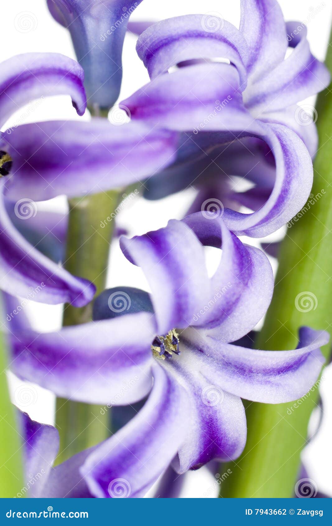Hyacinth stock photo. Image of hyacinth, blooming, bloom - 7943662