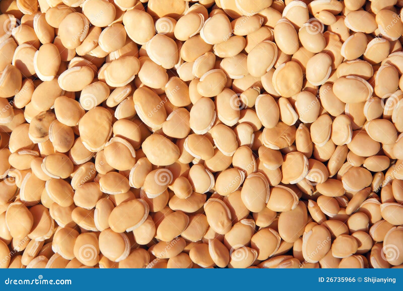 Hyacinth Bean Or Lablab Purpureus Flowering Vine With Leathery Dark To ...