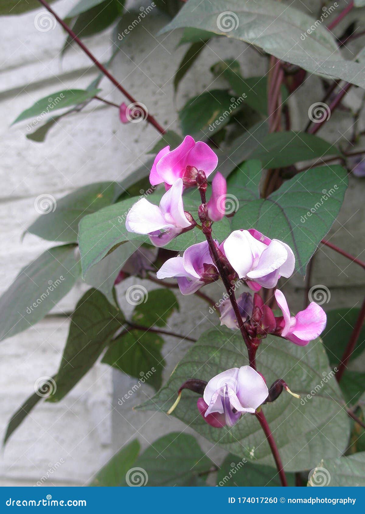 Hyacinth Pink Bean Flower stock photo. Image of blossom - 174017260