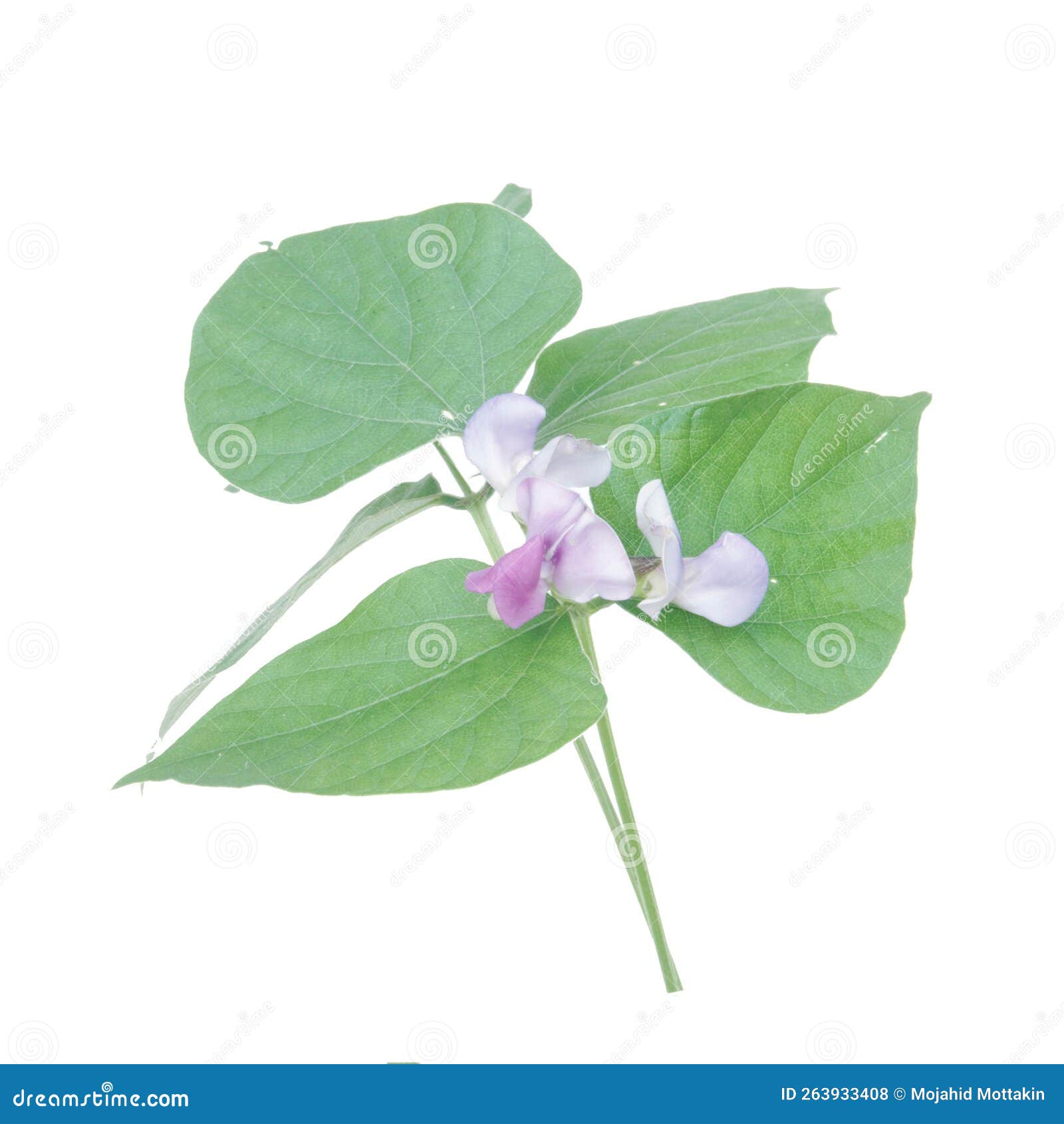 Hyacinth bean leaf stock photo. Image of food, leaves - 263933408