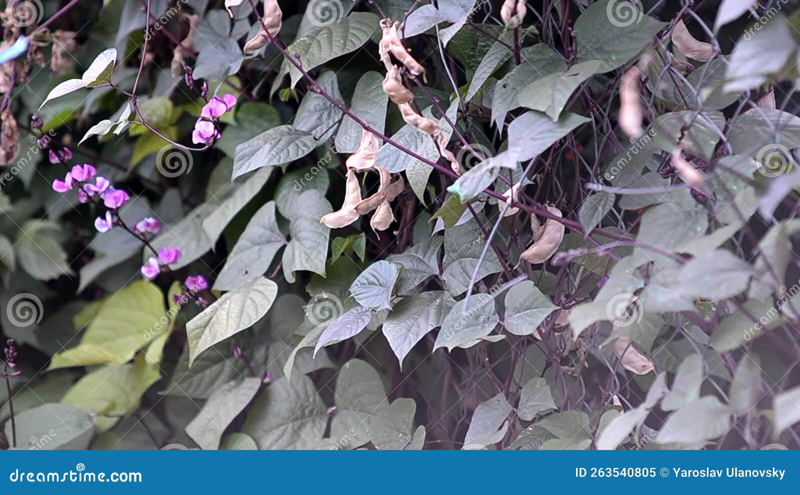 Hyacinth Bean Plant in the Farm Land Stock Video - Video of flower ...