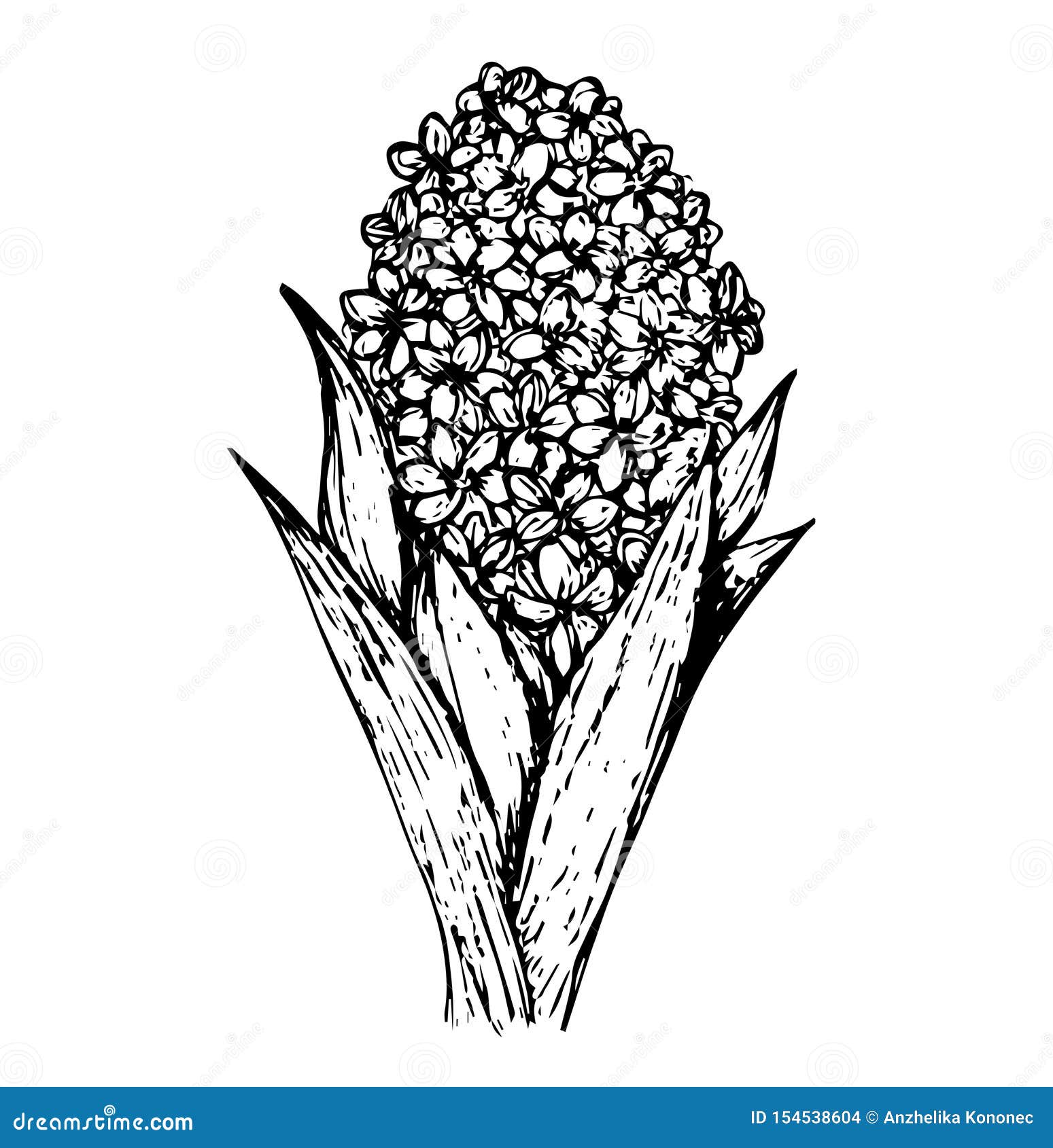 Hyacinth Bloom Black Outline Stock Illustration - Illustration of ...