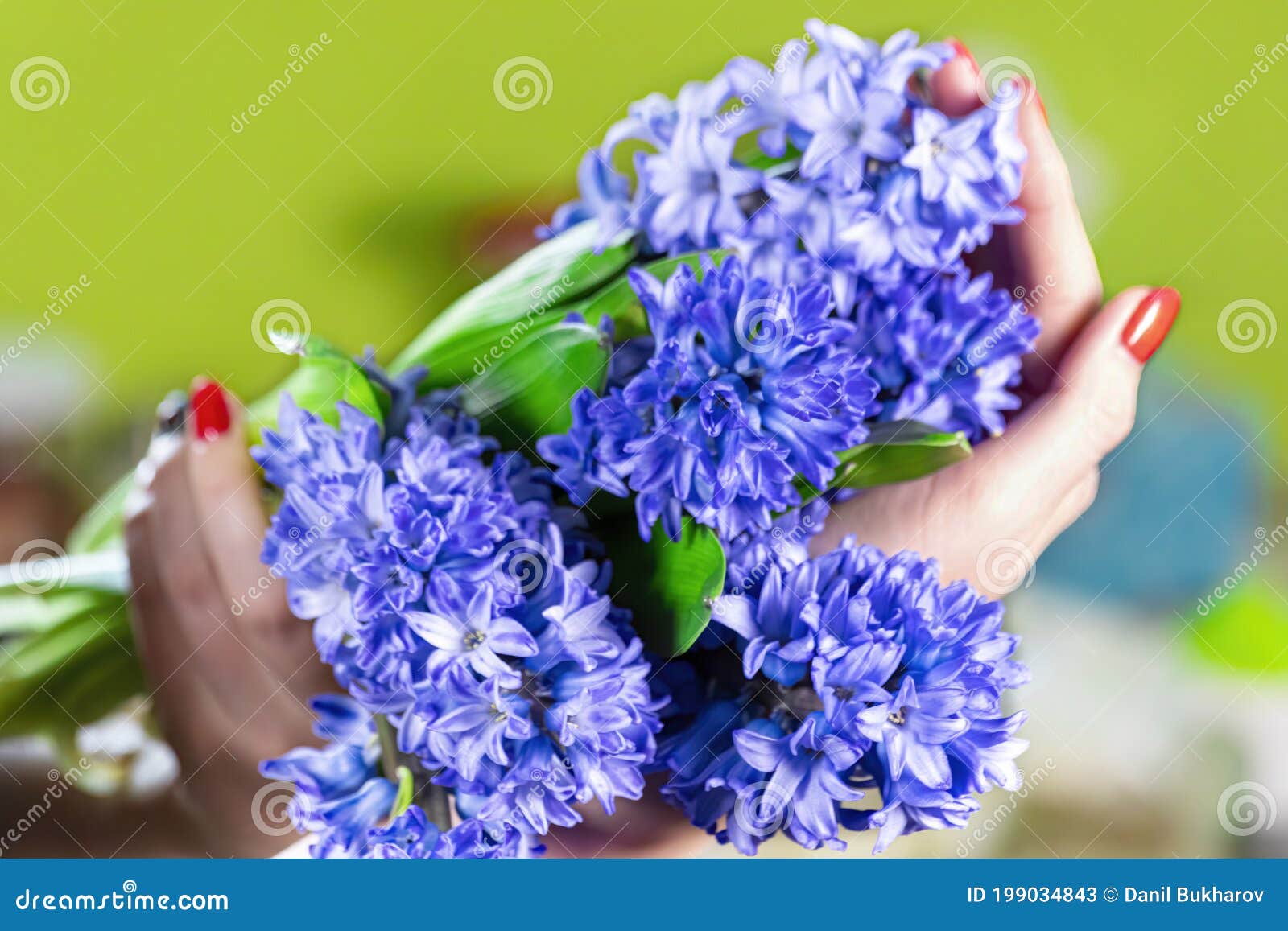 Hyacinth Bouquet with Female Hands Stock Image - Image of hyacinths ...