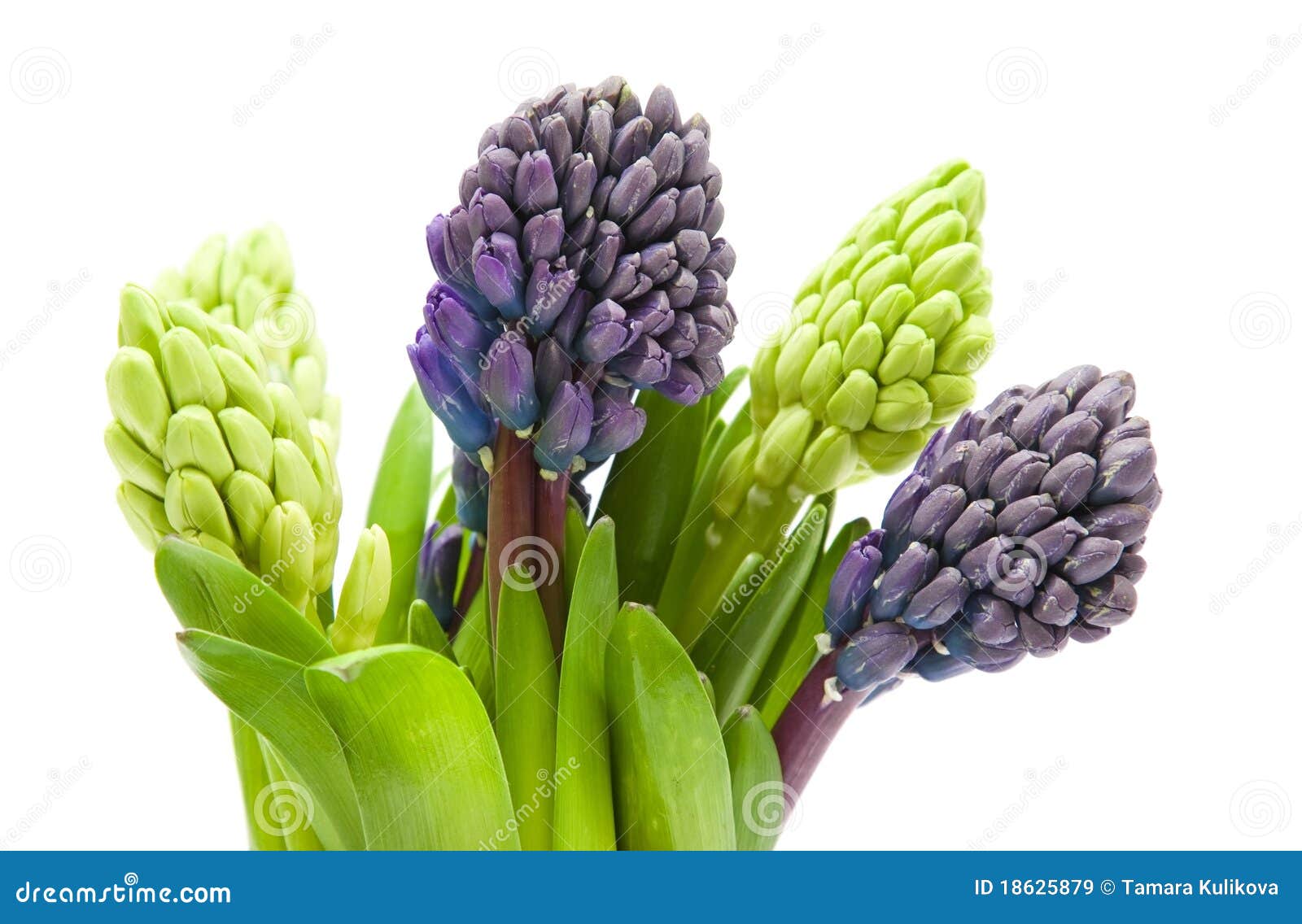 Hyacinth buds stock image. Image of blooming, violet - 18625879