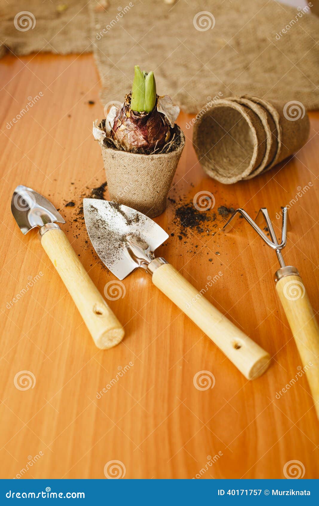 Hyacinth Bulb with a Sprout and Garden Tools Stock Image - Image of ...
