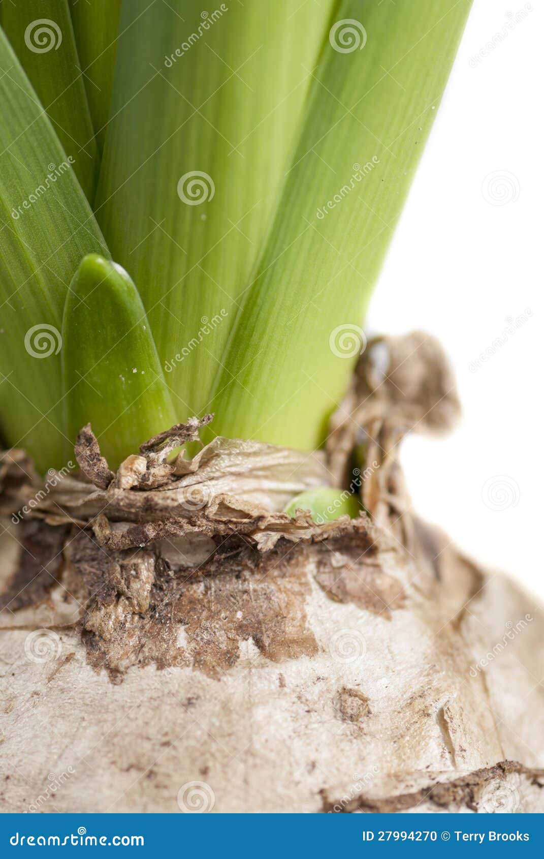 Hyacinth Bulb Sprouting. stock photo. Image of isolated - 27994270