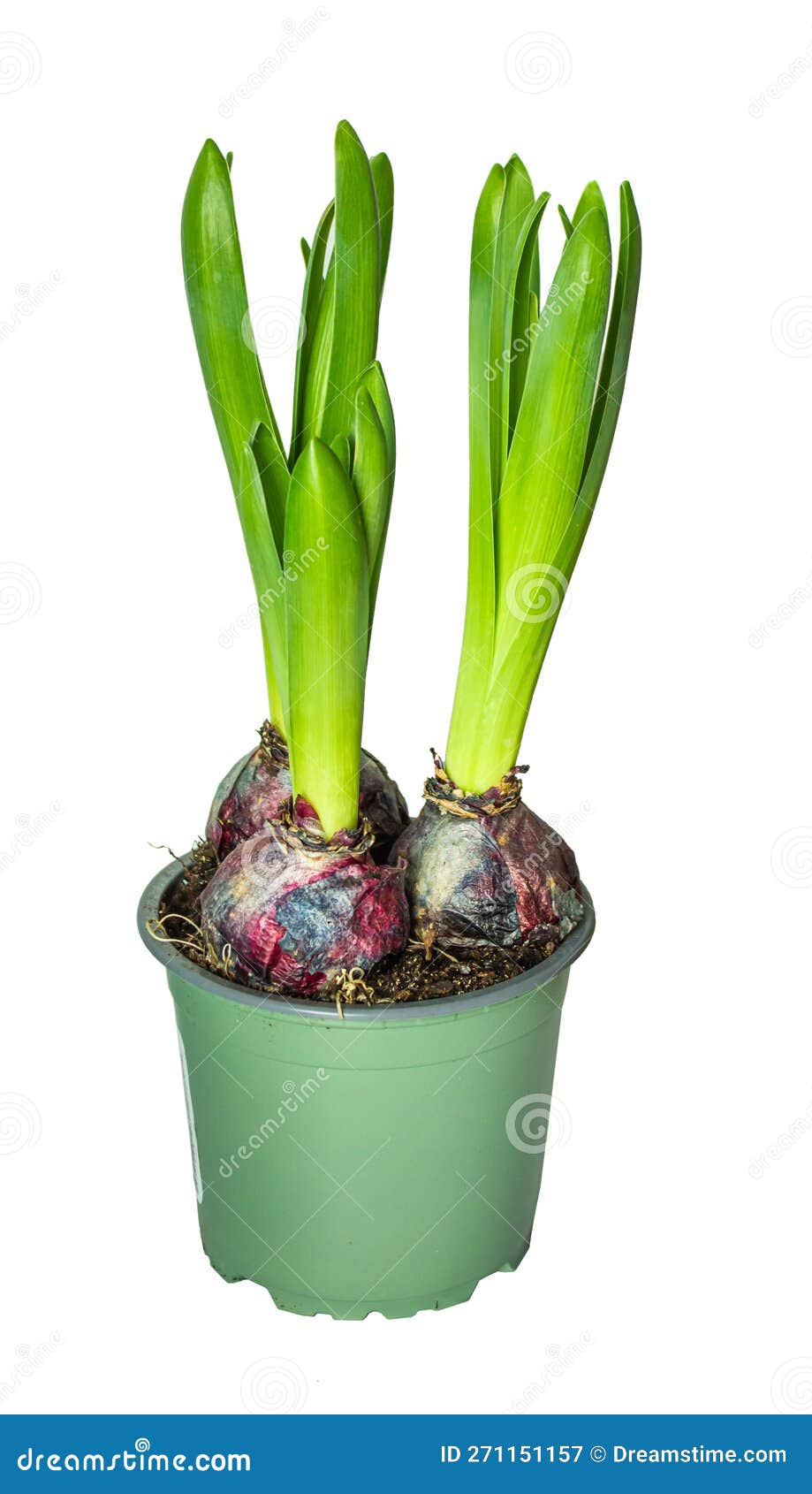 Hyacinth Bulbs and Stems in Plastic Pot Isolated on White Background ...