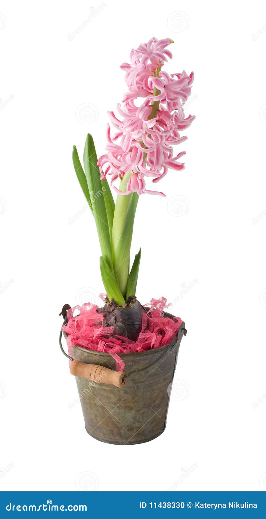 A Hyacinth is in a Decorative Bucket Stock Photo - Image of flower ...