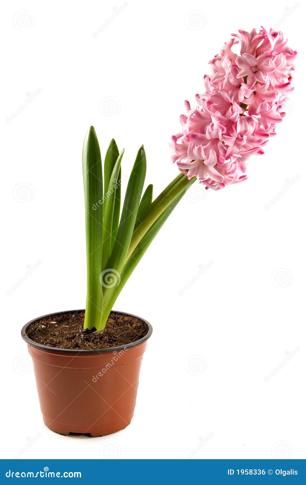 Hyacinth-decorative Indoor Plant Stock Photo - Image of flora ...
