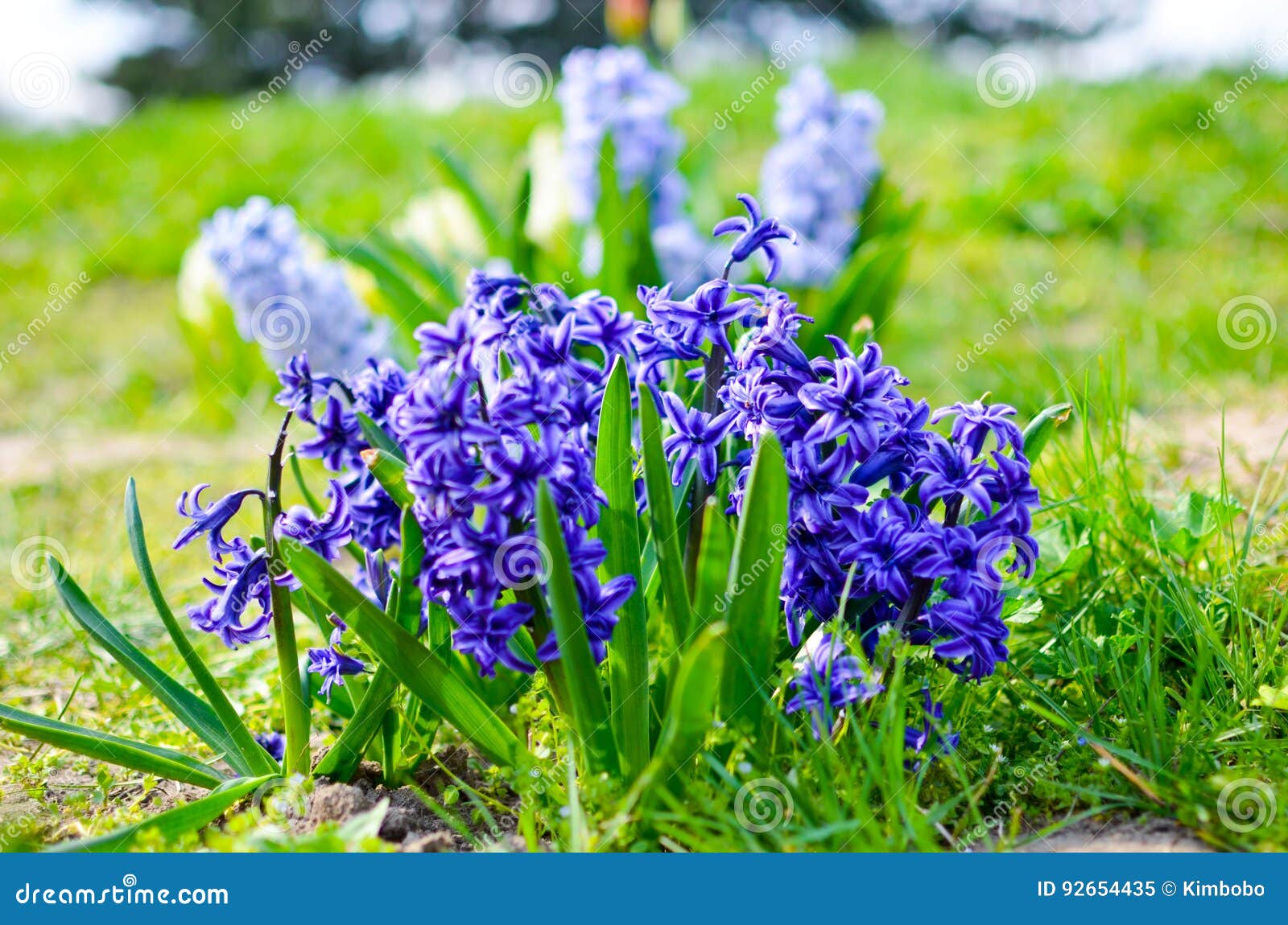 Hyacinth Delft Blue Bloomed on a Flowerbed Stock Image - Image of ...
