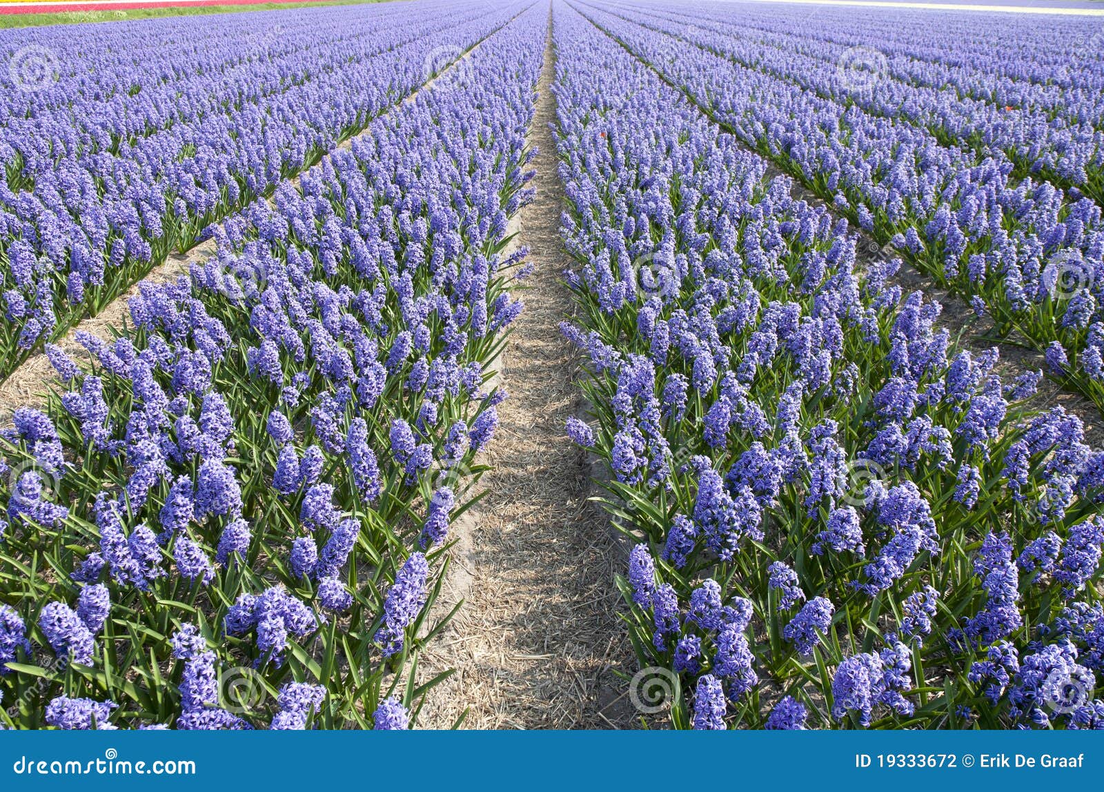 Hyacinth field stock photo. Image of nature, spring, flowerbed - 19333672