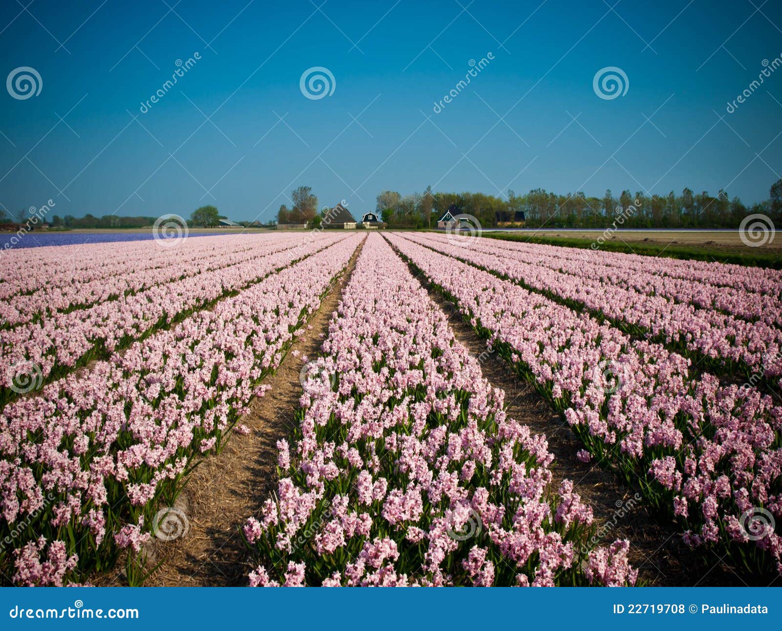 Hyacinth Field stock photo. Image of hyacinth, flower - 22719708