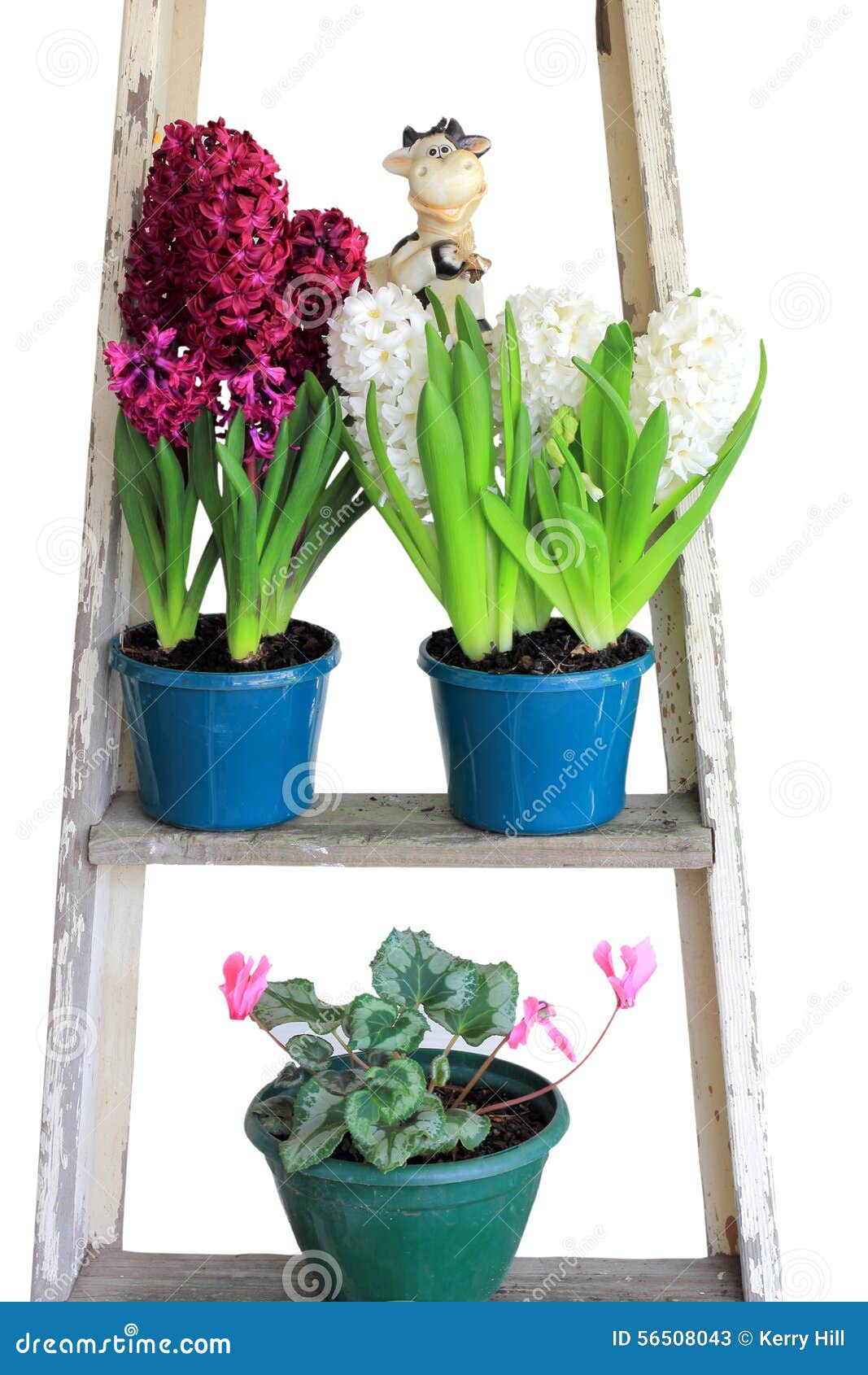 Hyacinth flower display stock image. Image of blooms - 56508043