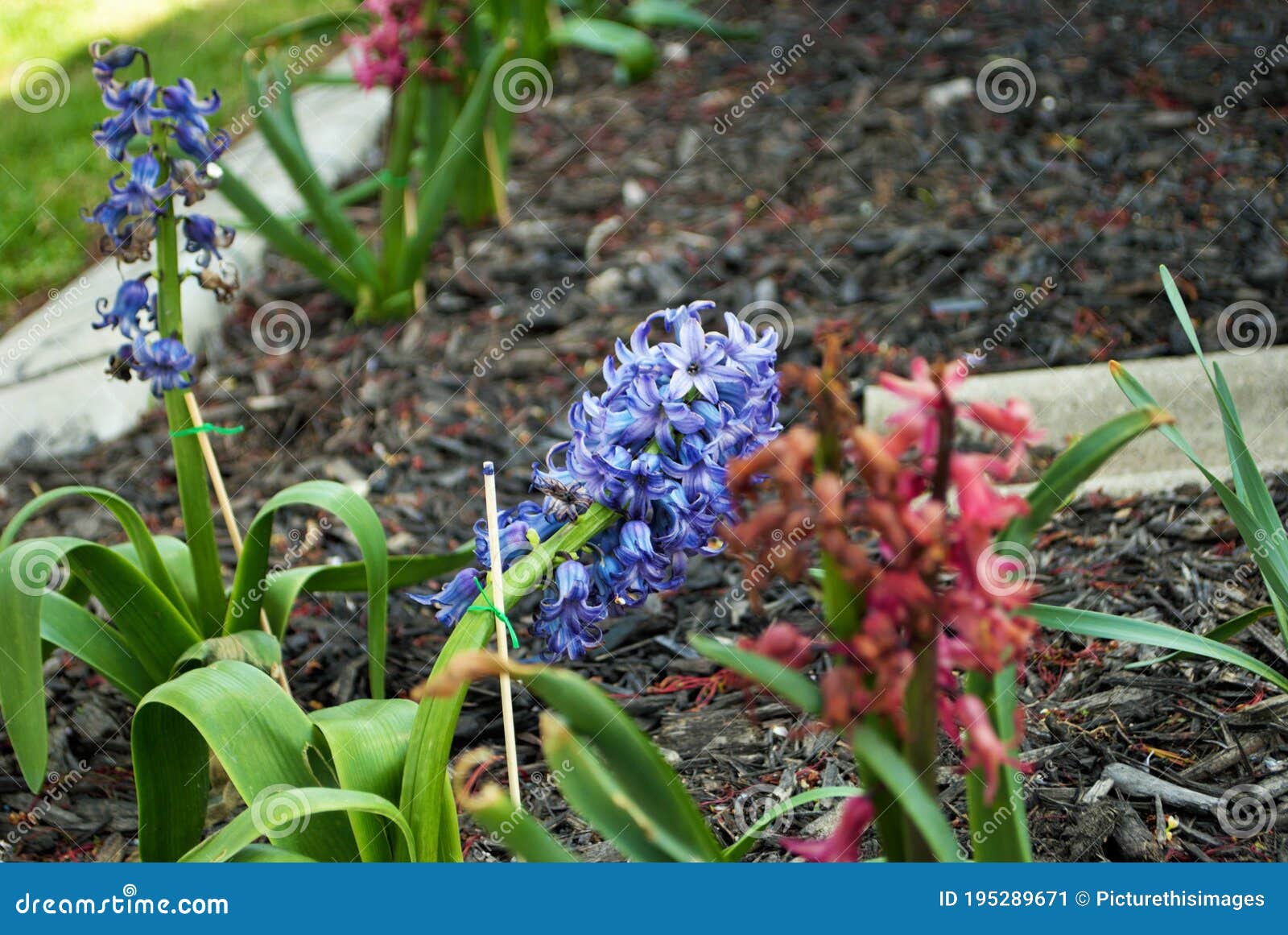 Hyacinth Flower Dying and Rotting in the Fall Stock Image - Image of ...