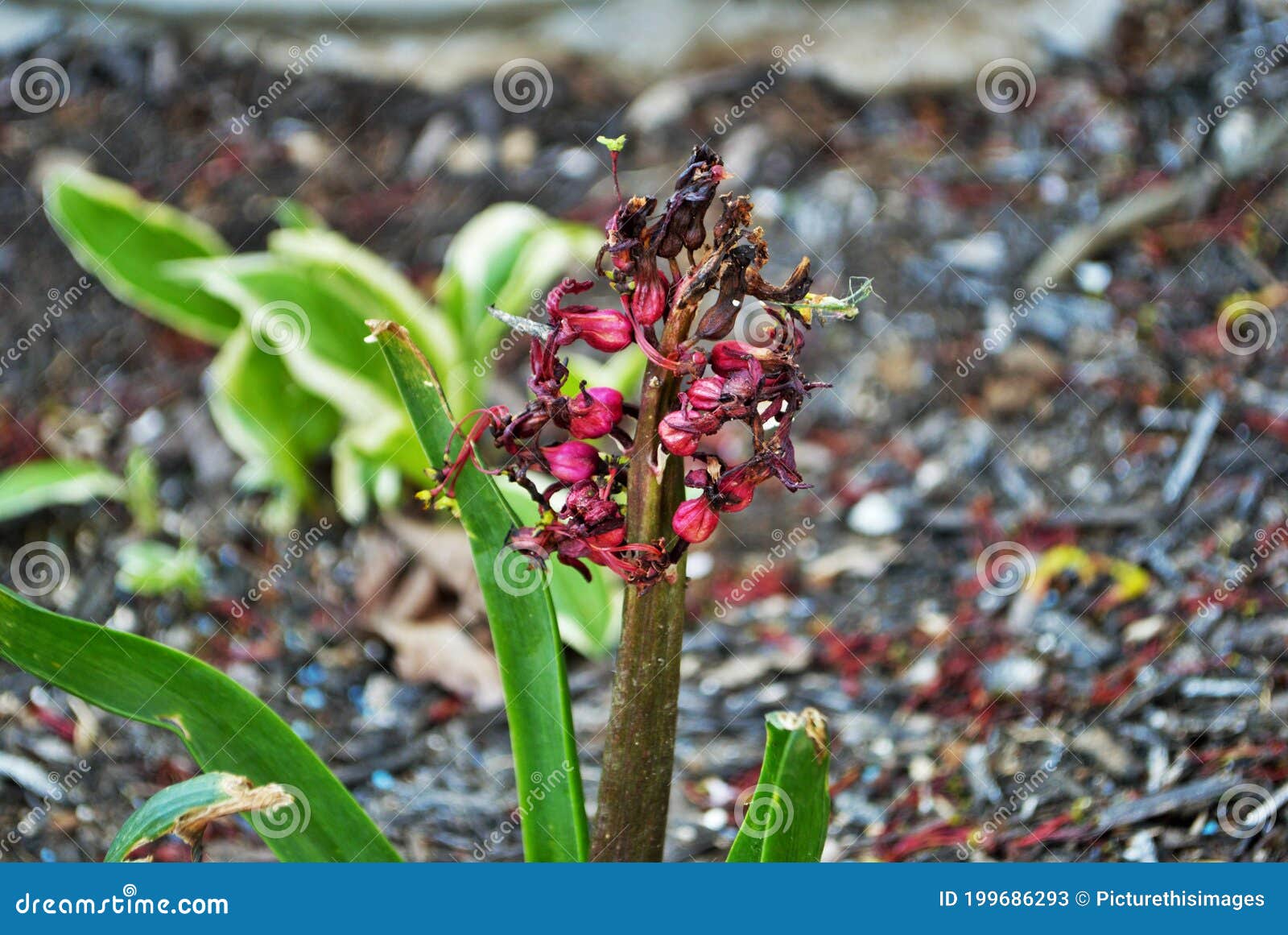 Hyacinth Flower Dying and Rotting in the Fall Stock Image - Image of ...