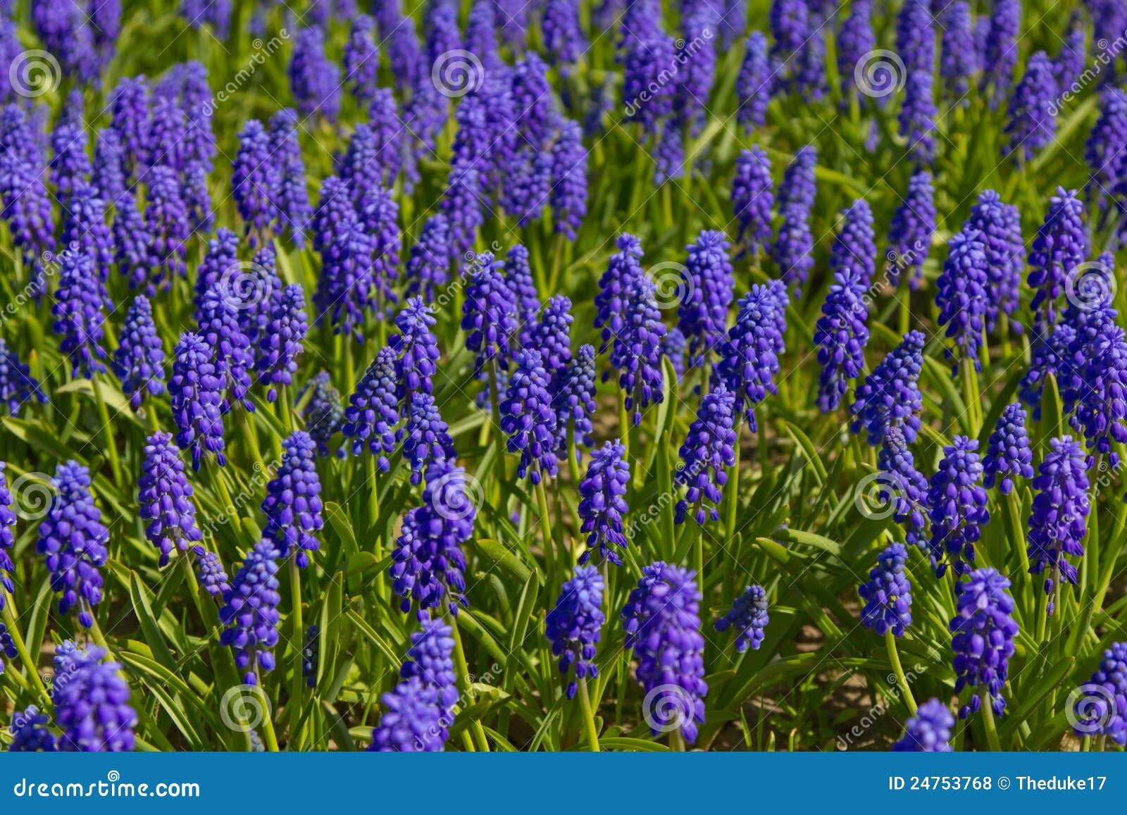 Hyacinth flower field stock photo. Image of flower, flora - 24753768
