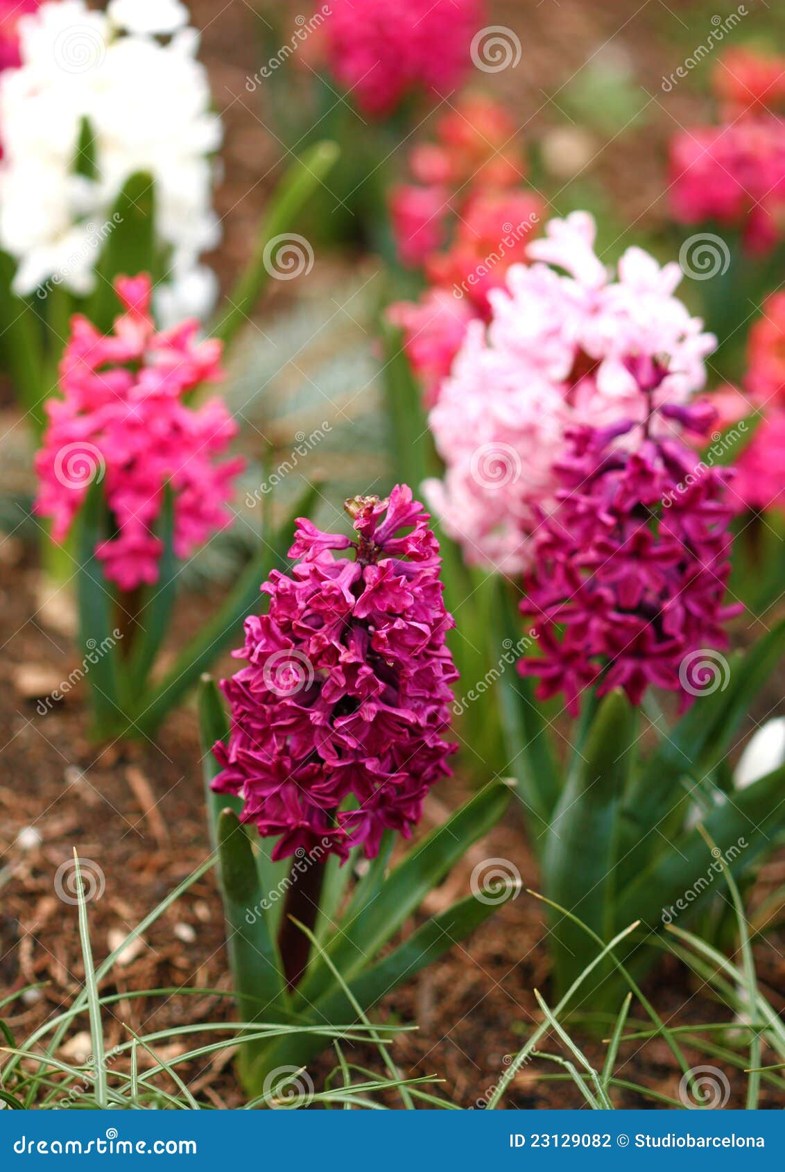 Hyacinth flowers stock photo. Image of purple, garden - 23129082