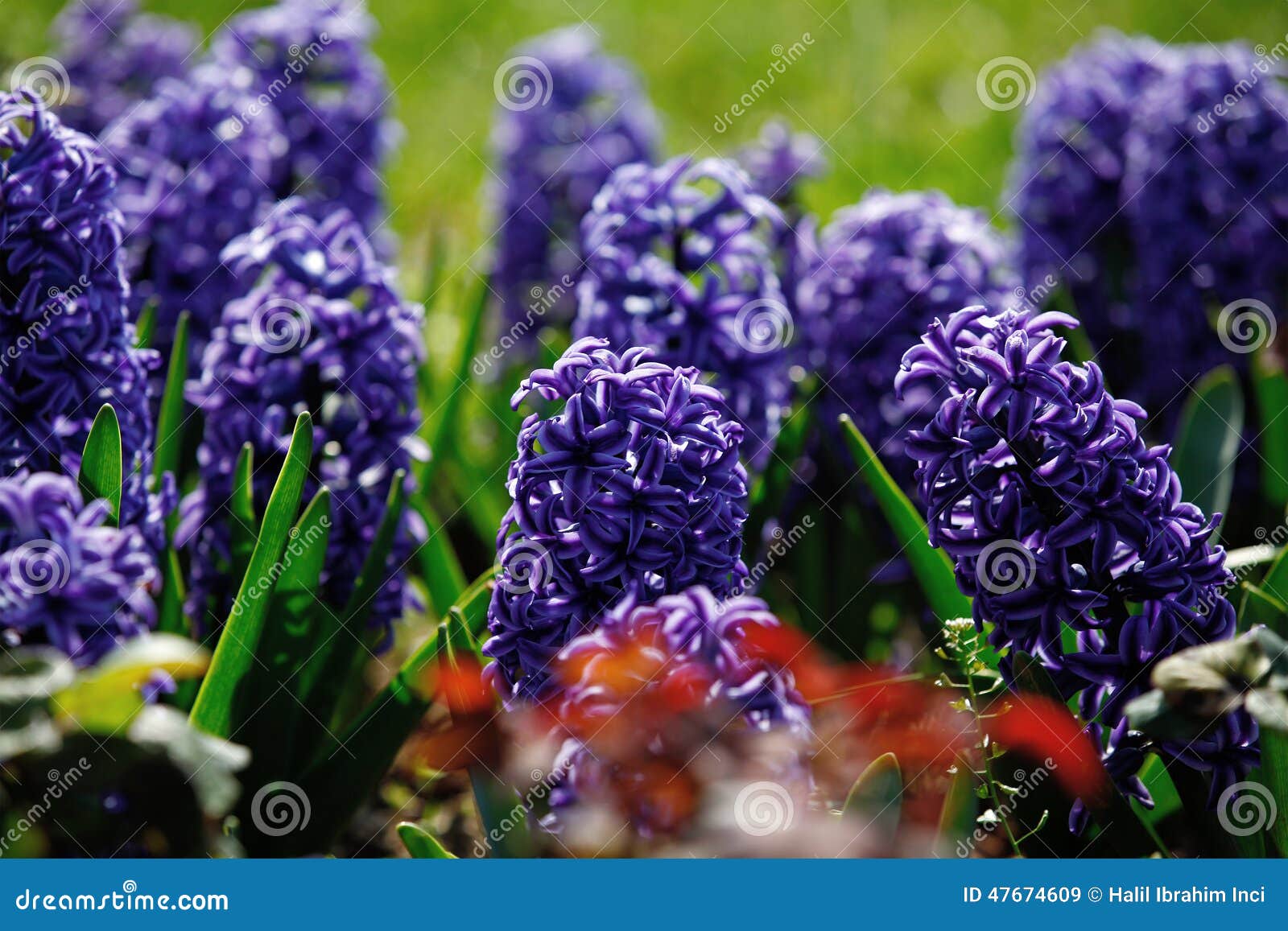 Hyacinth flowers stock image. Image of bloom, bulbs, flora - 47674609