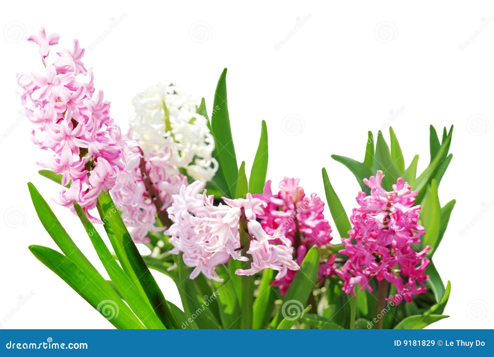 Hyacinth Flowers Plants stock image. Image of blue, freshness - 9181829