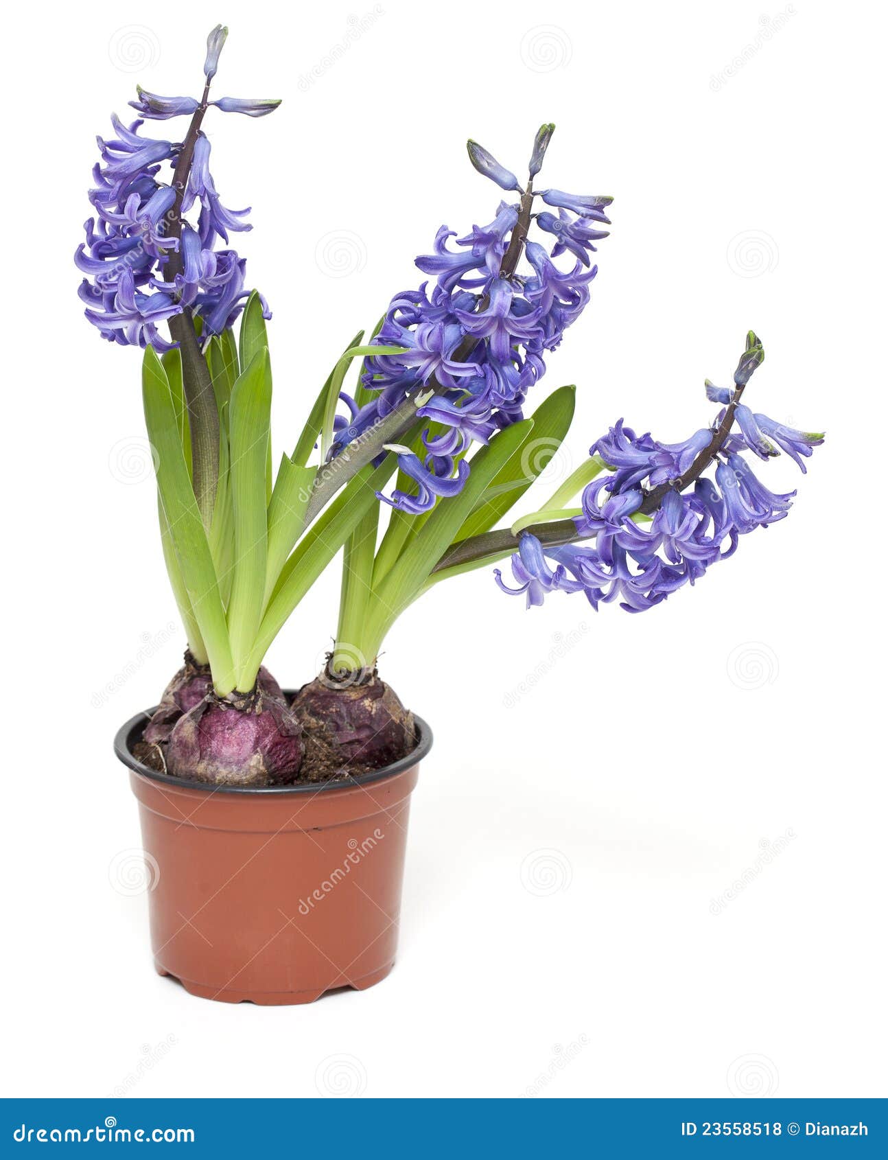 Hyacinth flowers in a pot stock photo. Image of cultivated - 23558518