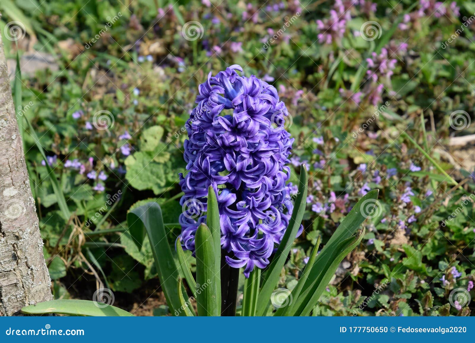 Hyacinth Growing in Garden Under the Tree Stock Photo - Image of flora ...
