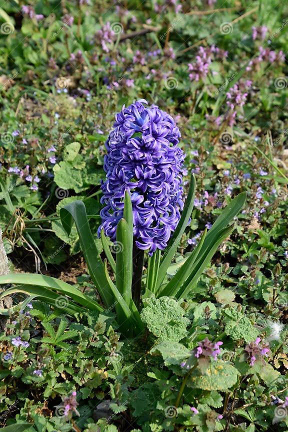 Hyacinth Growing in Garden Under the Tree Stock Image - Image of leaf ...