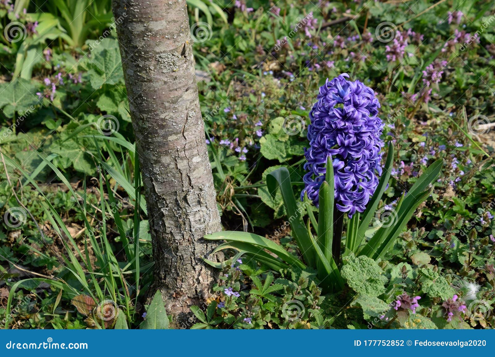 Hyacinth Growing in Garden Under the Tree Stock Photo - Image of green ...