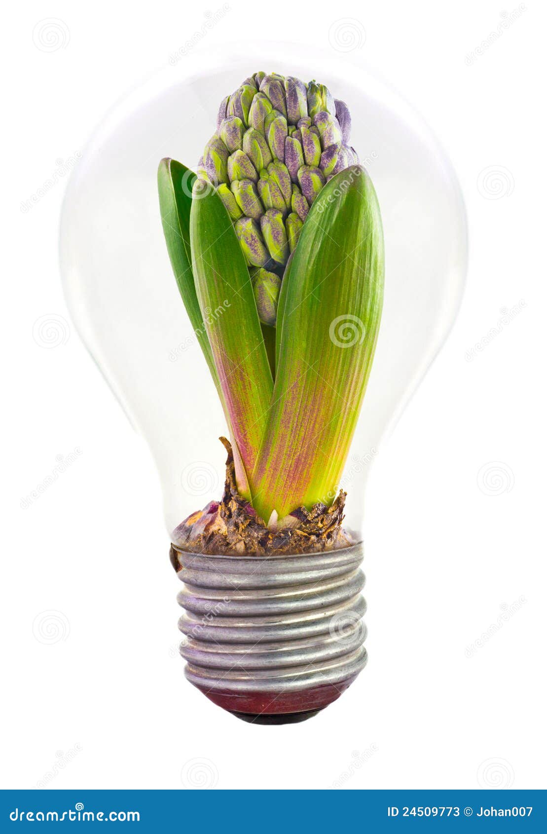 Hyacinth Inside the Light Bulb Stock Image - Image of energy, inside ...