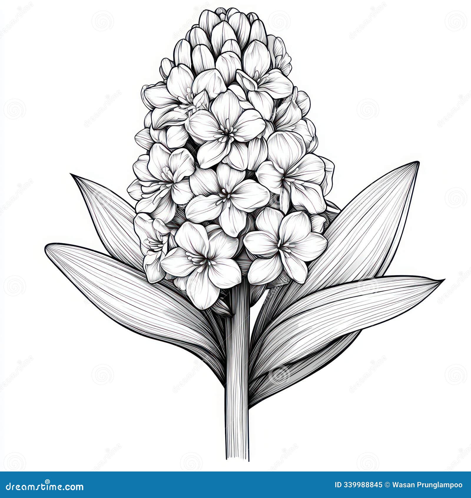A Hyacinth, Line Pattern, Black and White Artwork Style. Coloring Book ...