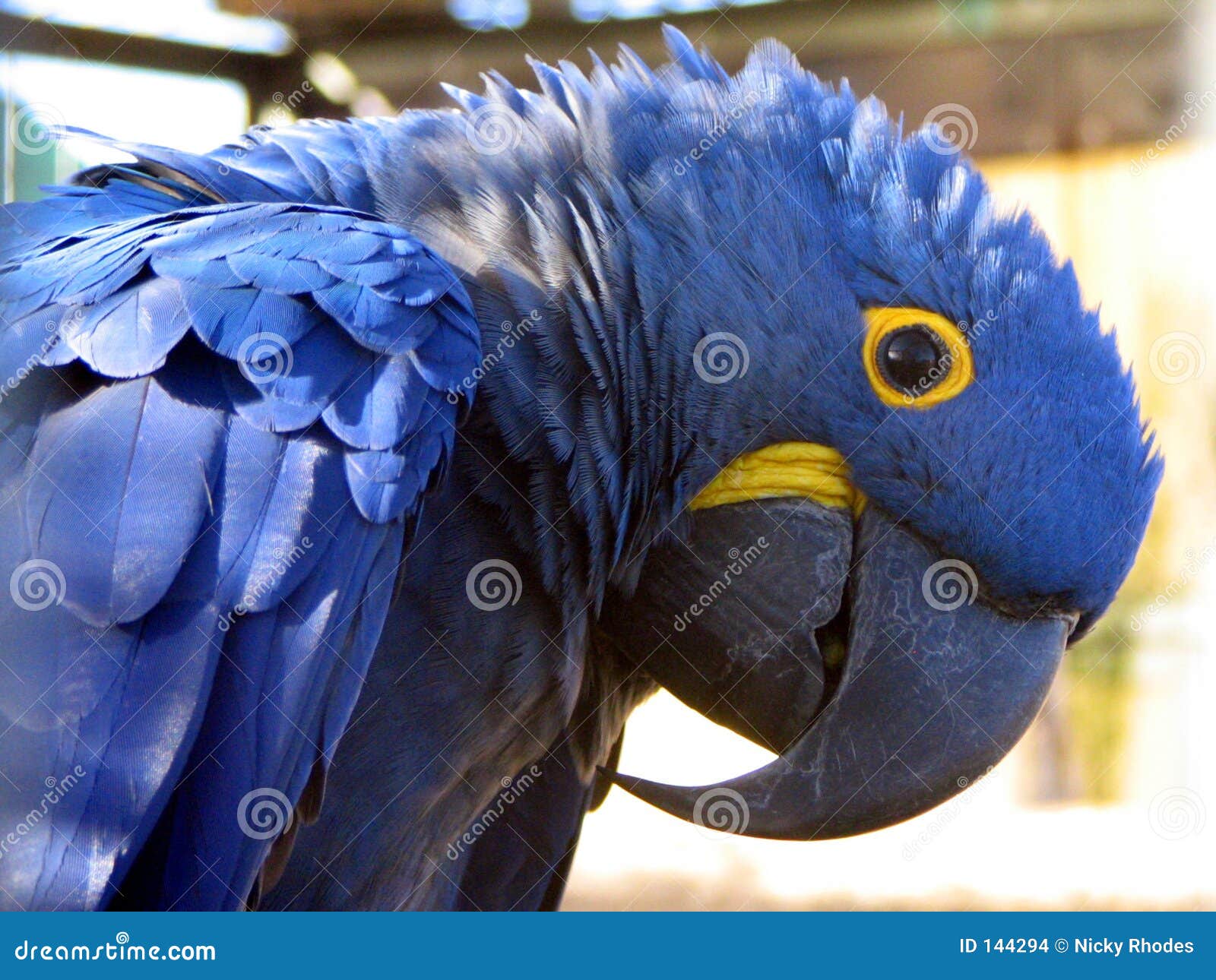Hyacinth Macaw stock photo. Image of beautiful, playful - 144294