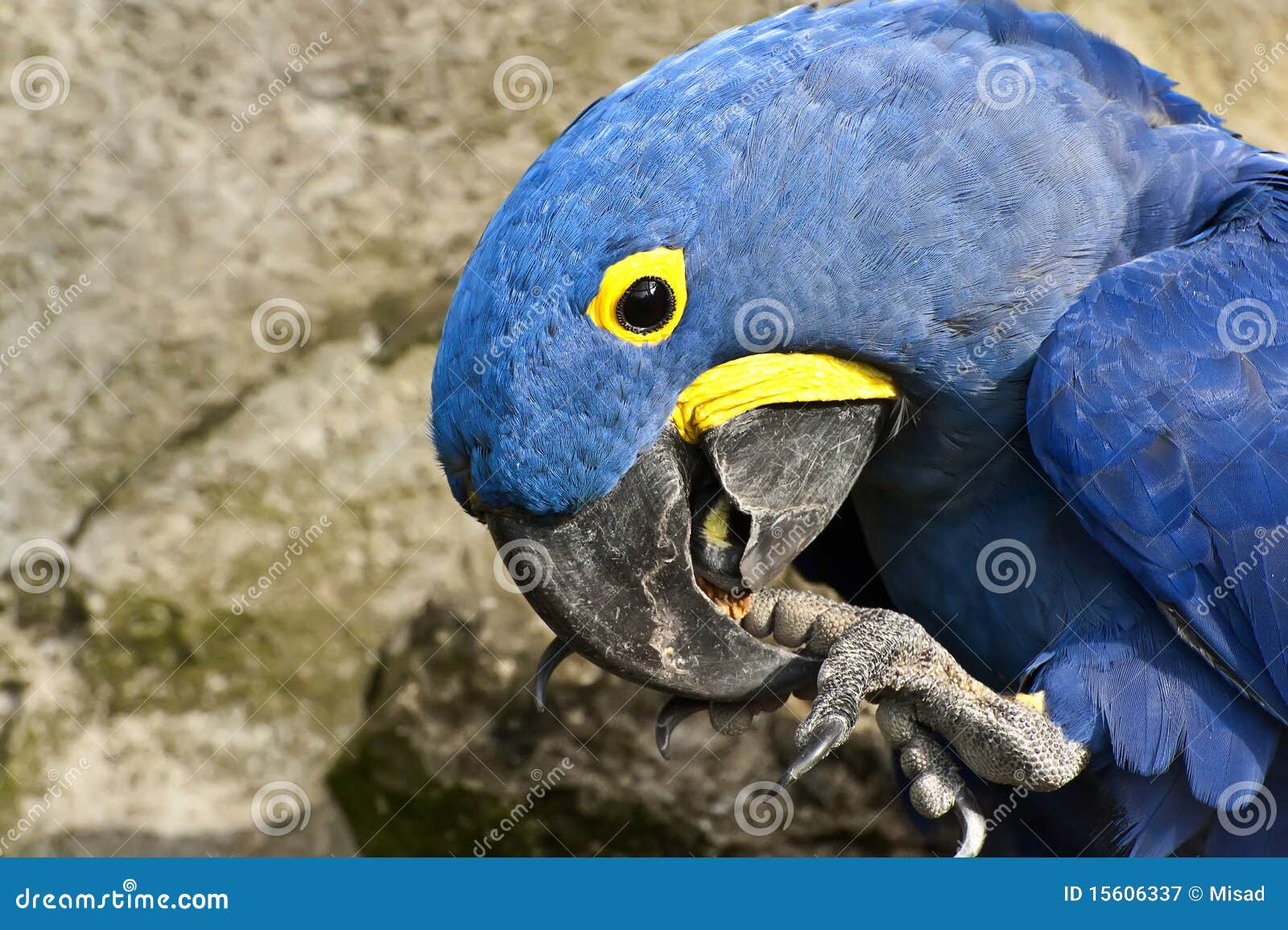 Hyacinth Macaw stock image. Image of legs, head, waterhole - 15606337