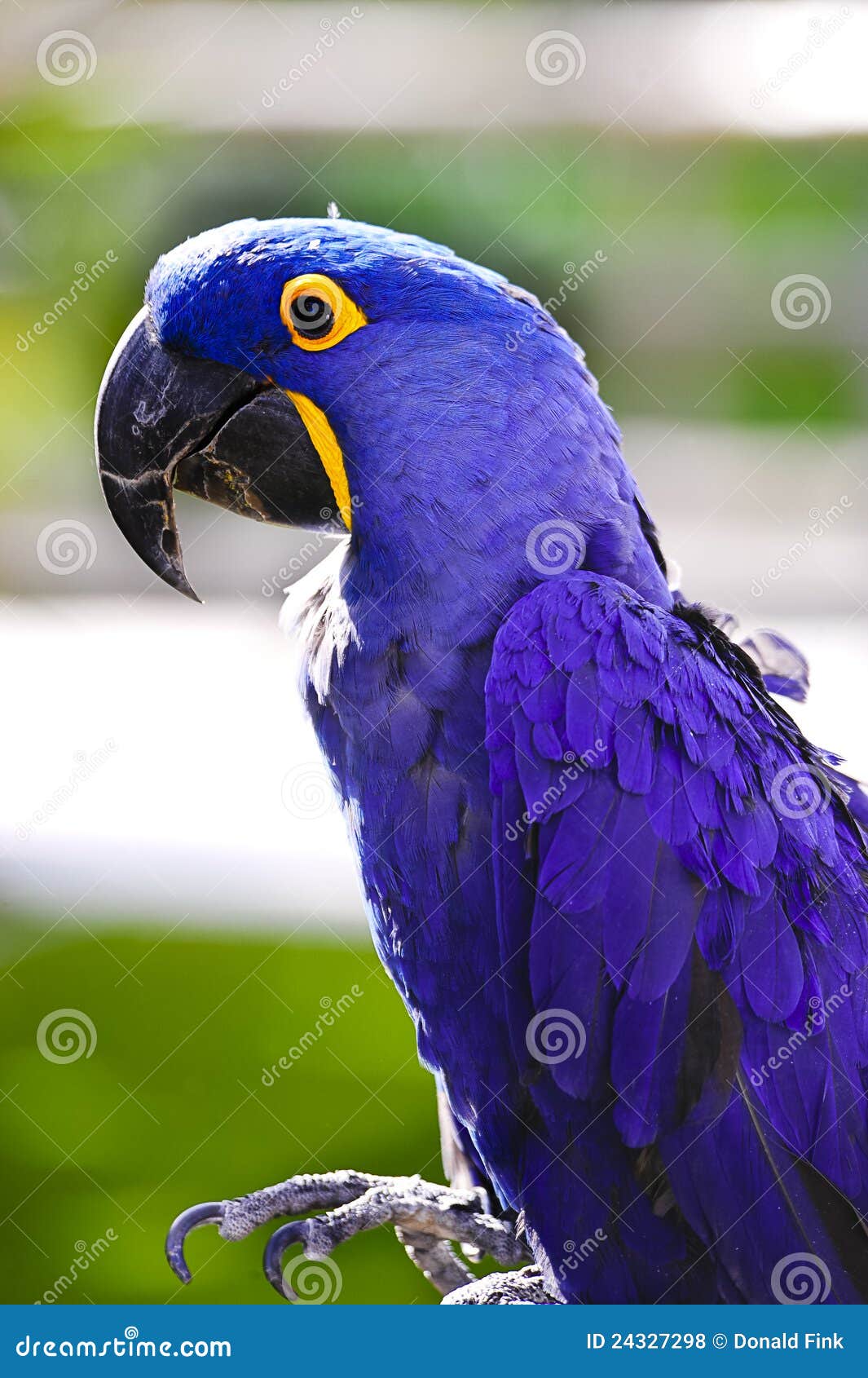 Hyacinth Macaw stock photo. Image of bright, perched - 24327298