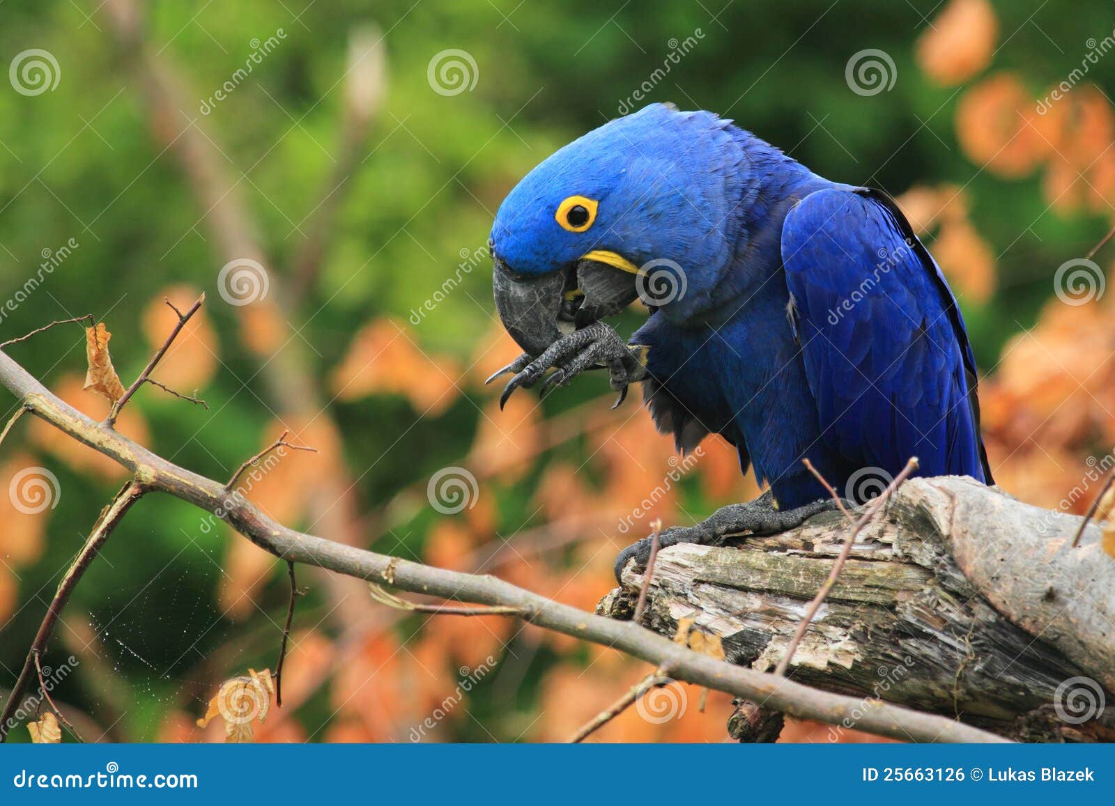 Hyacinth macaw stock photo. Image of animal, bird, hyacinthinus - 25663126