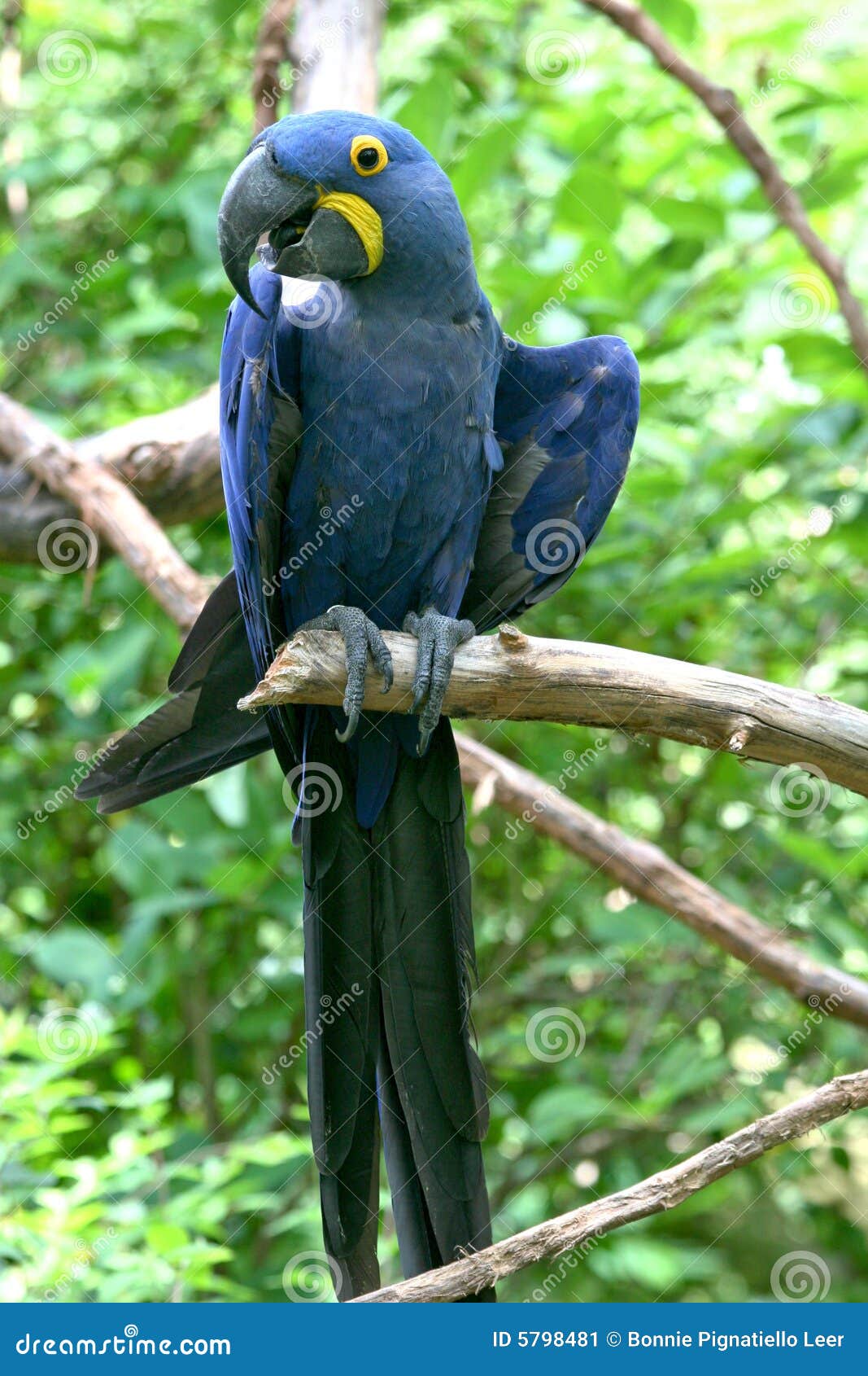 Hyacinth Macaw stock image. Image of nature, blue, animal - 5798481