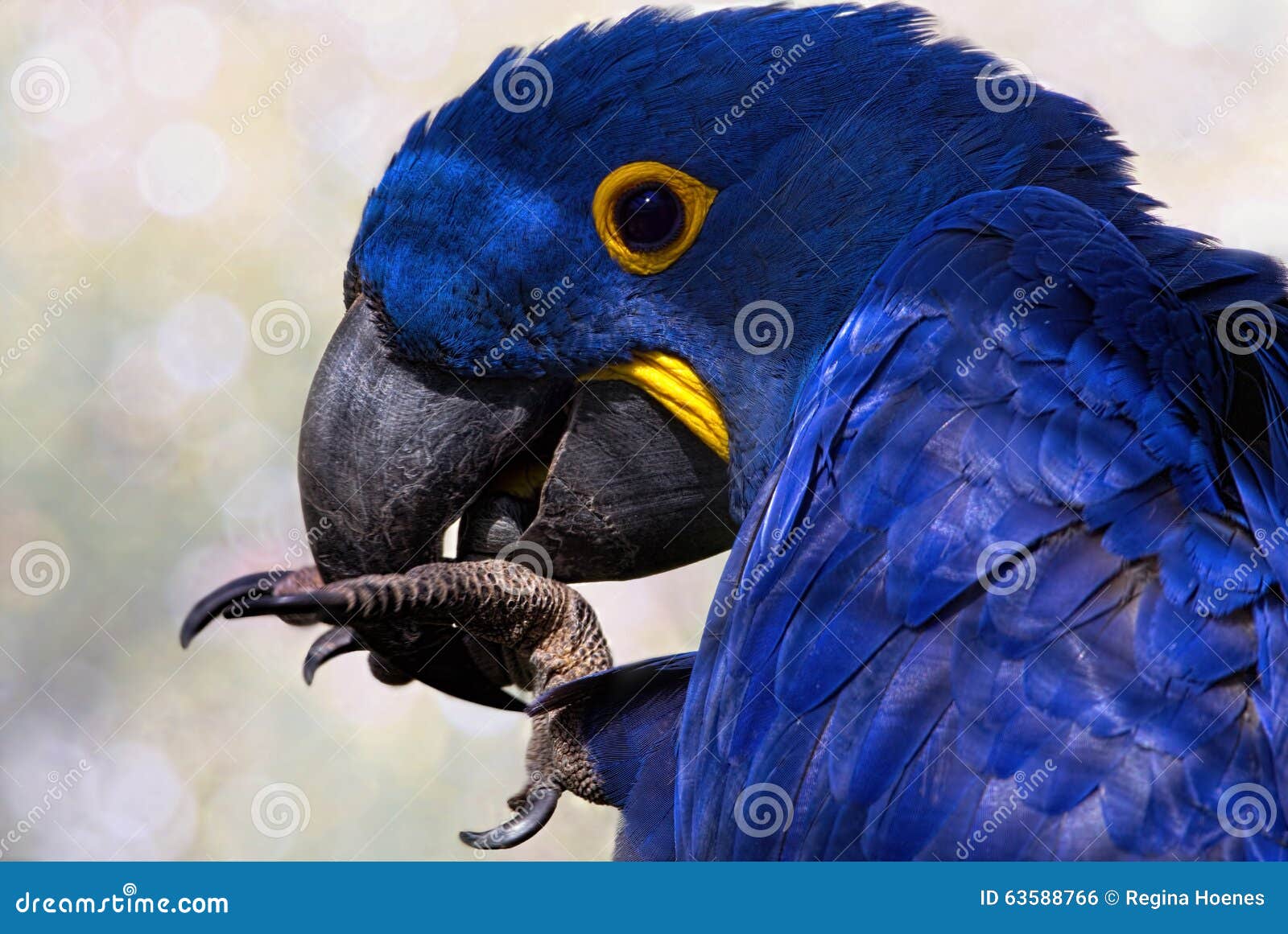 Hyacinth Macaw stock photo. Image of south, bird, macaw - 63588766