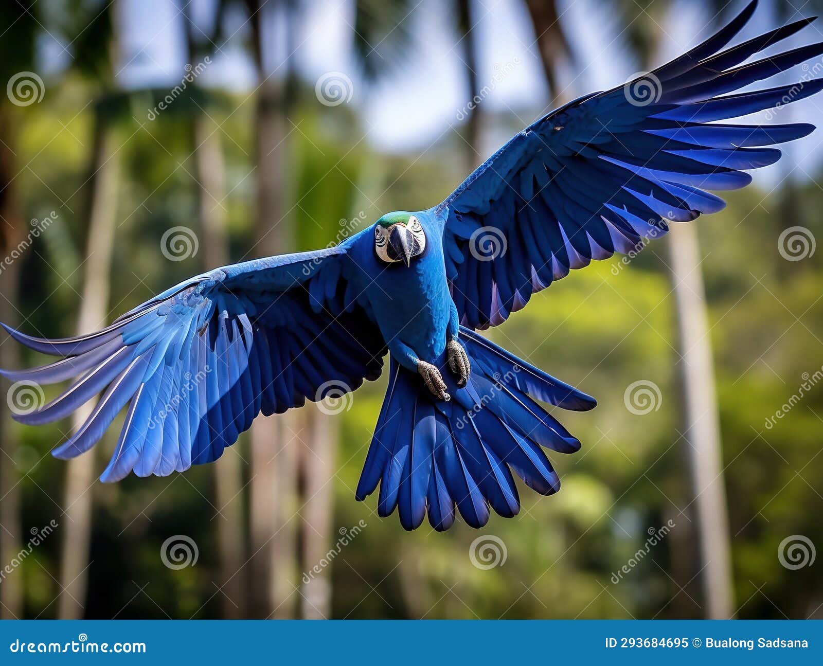 Hyacinth Macaw in flight stock illustration. Illustration of exotic ...