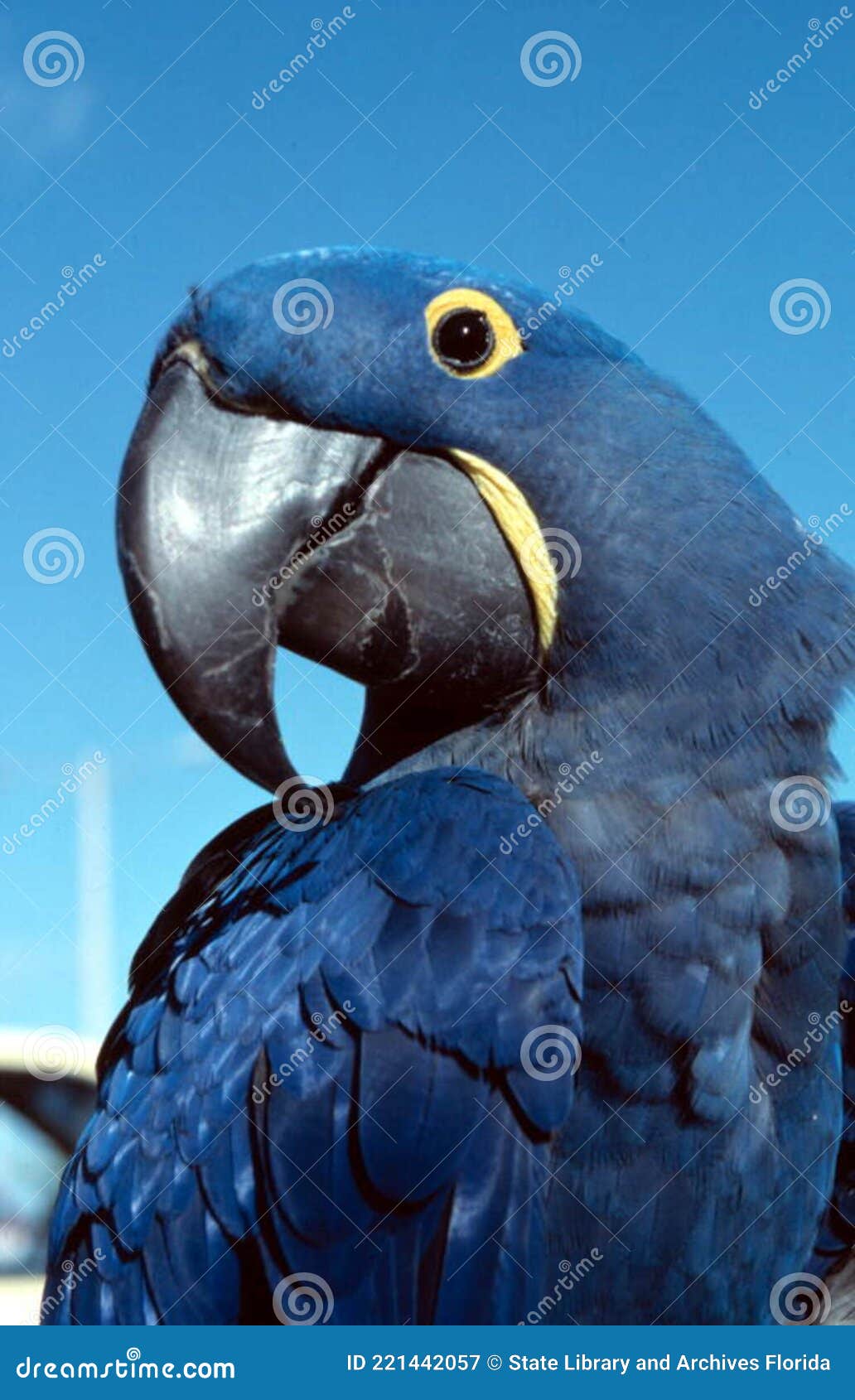Hyacinth Macaw: Key West, Florida Picture. Image: 221442057