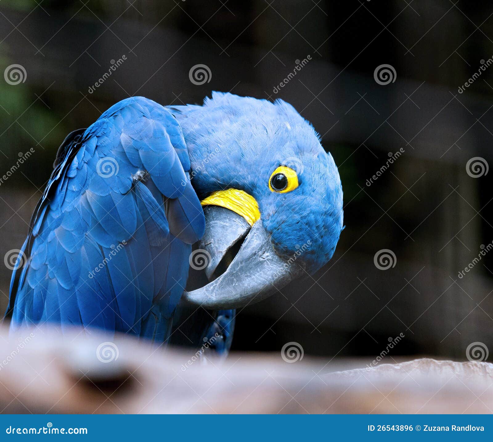 Hyacinth Macaw parrot stock photo. Image of exotic, feather - 26543896