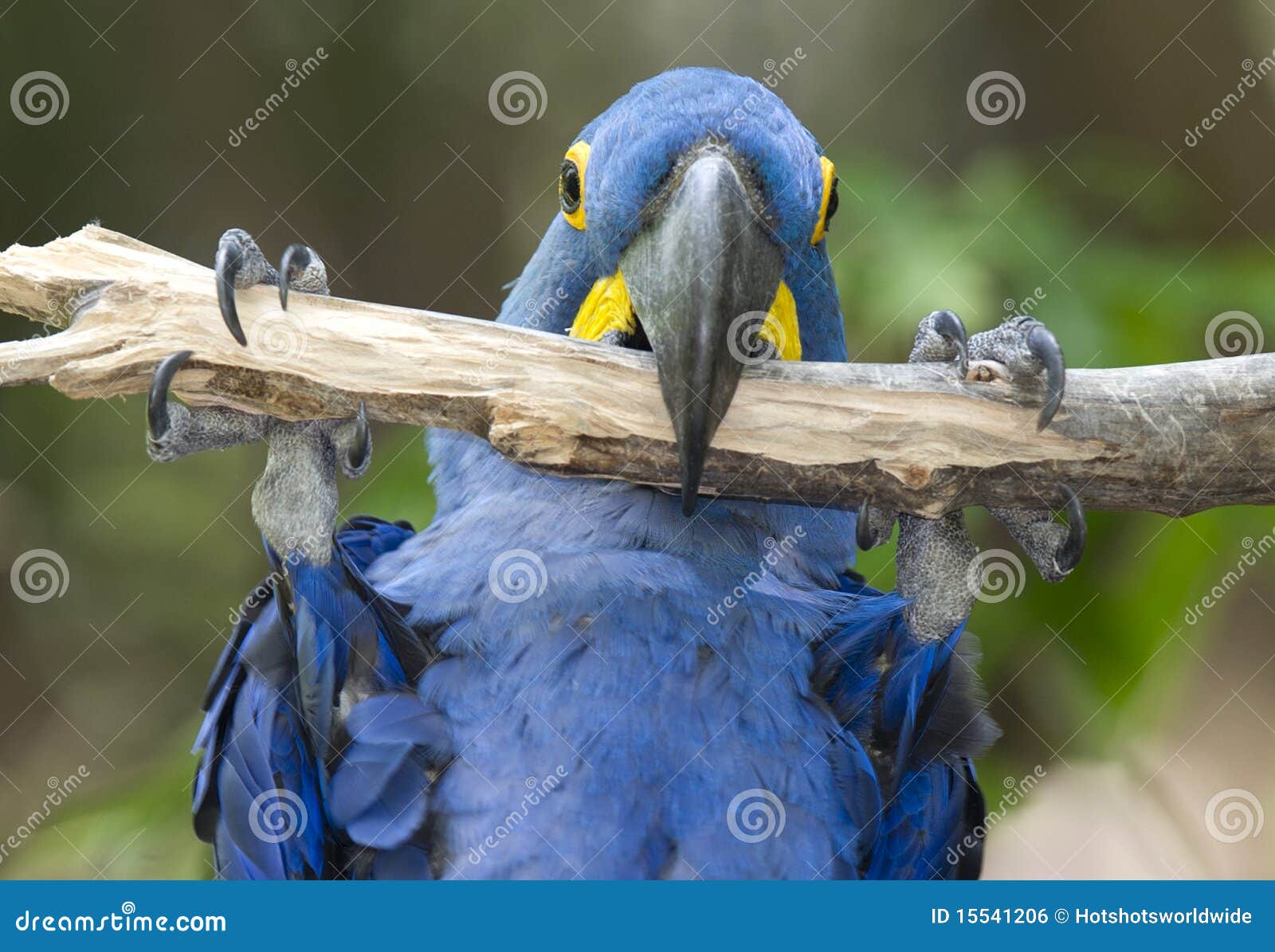 Hyacinth Macaw Playing in Tree, Pantanal, Brazil Stock Photo - Image of ...