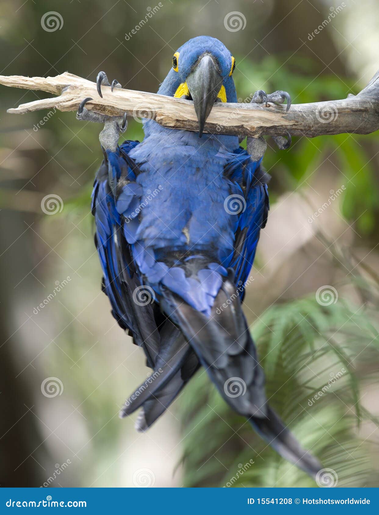 Hyacinth Macaw Playing in Tree, Pantanal, Brazil Stock Photo - Image of ...
