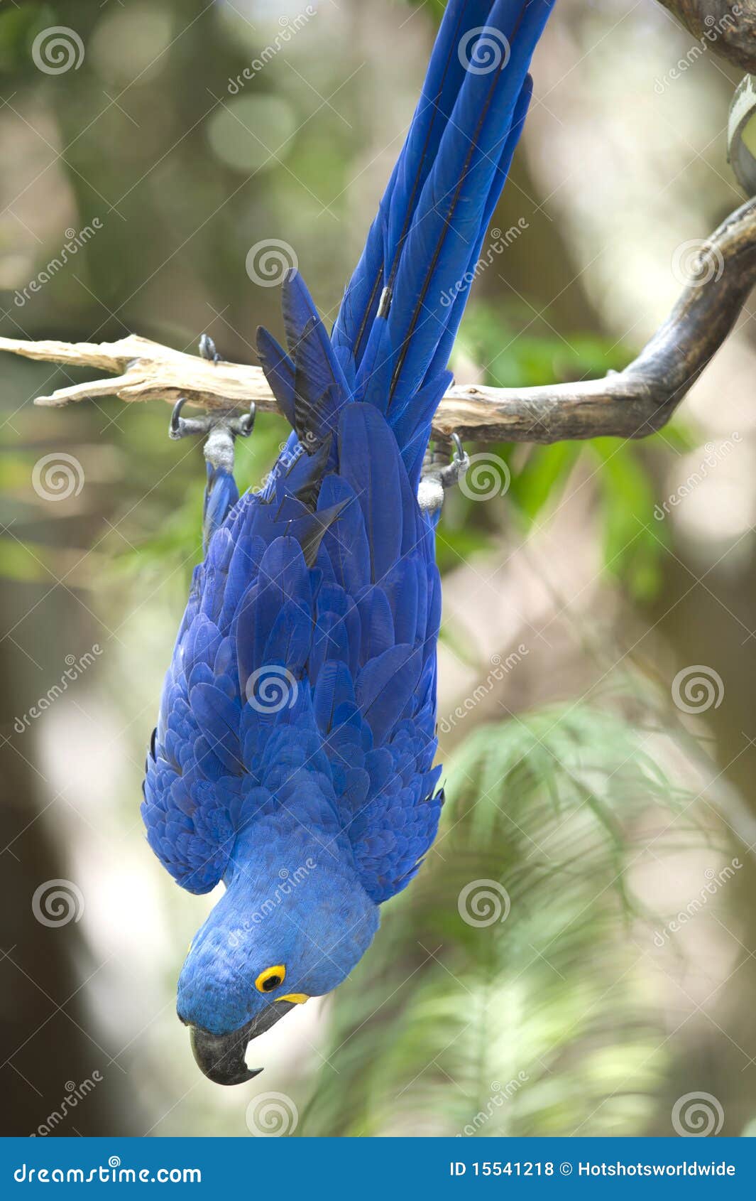 Hyacinth Macaw Playing in Tree, Pantanal, Brazil Stock Photo - Image of ...