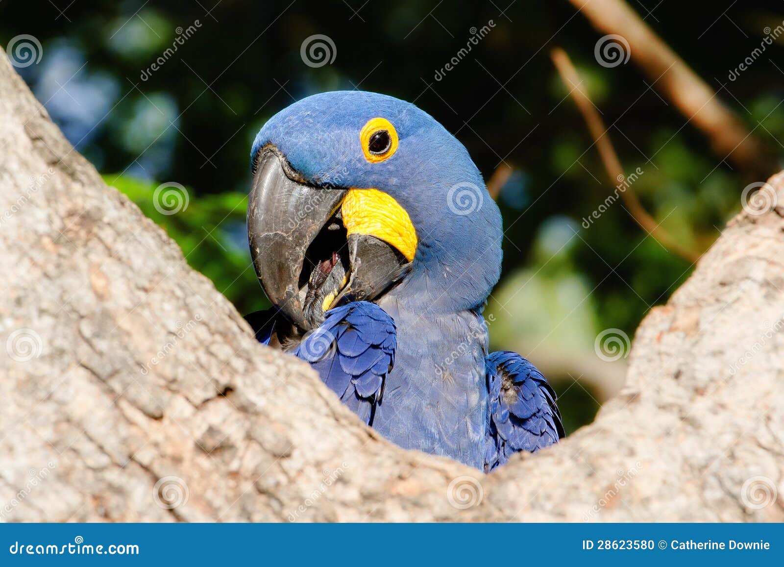 A Hyacinth Macaw Poses Coyly for the Camera Stock Photo - Image of ...