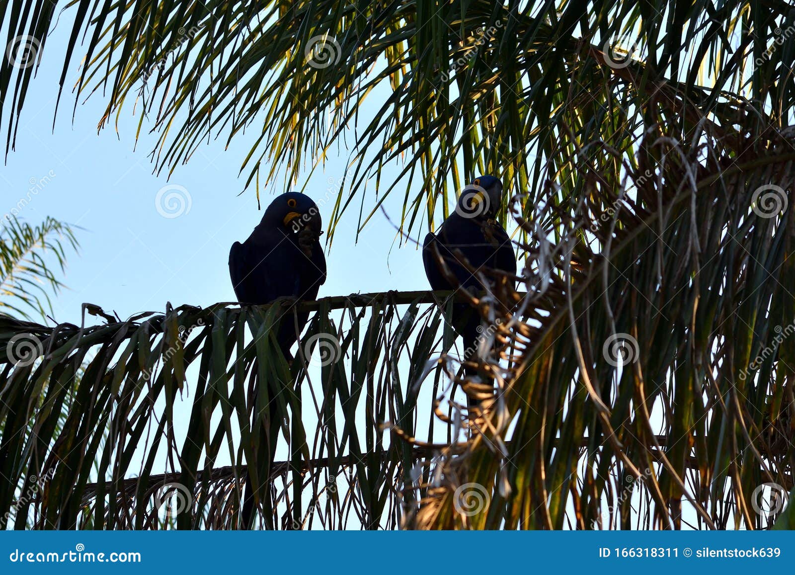 Hyacinth Macaw on Rio Cuiaba, Pantanal, Brazil Stock Image - Image of ...