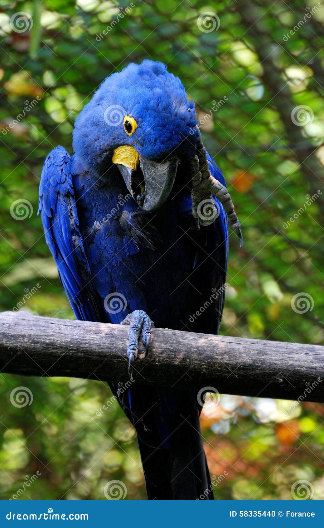 Hyacinth Macaw stock photo. Image of animal, macaw, colorful - 58335440