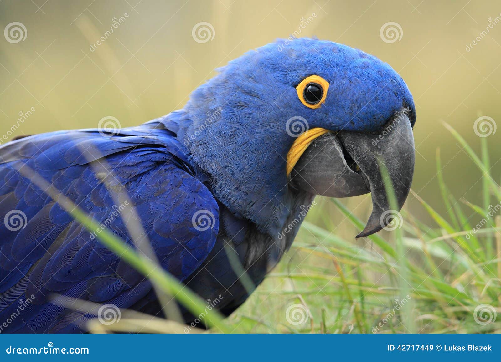 Hyacinth macaw stock image. Image of animal, grass, macaw - 42717449
