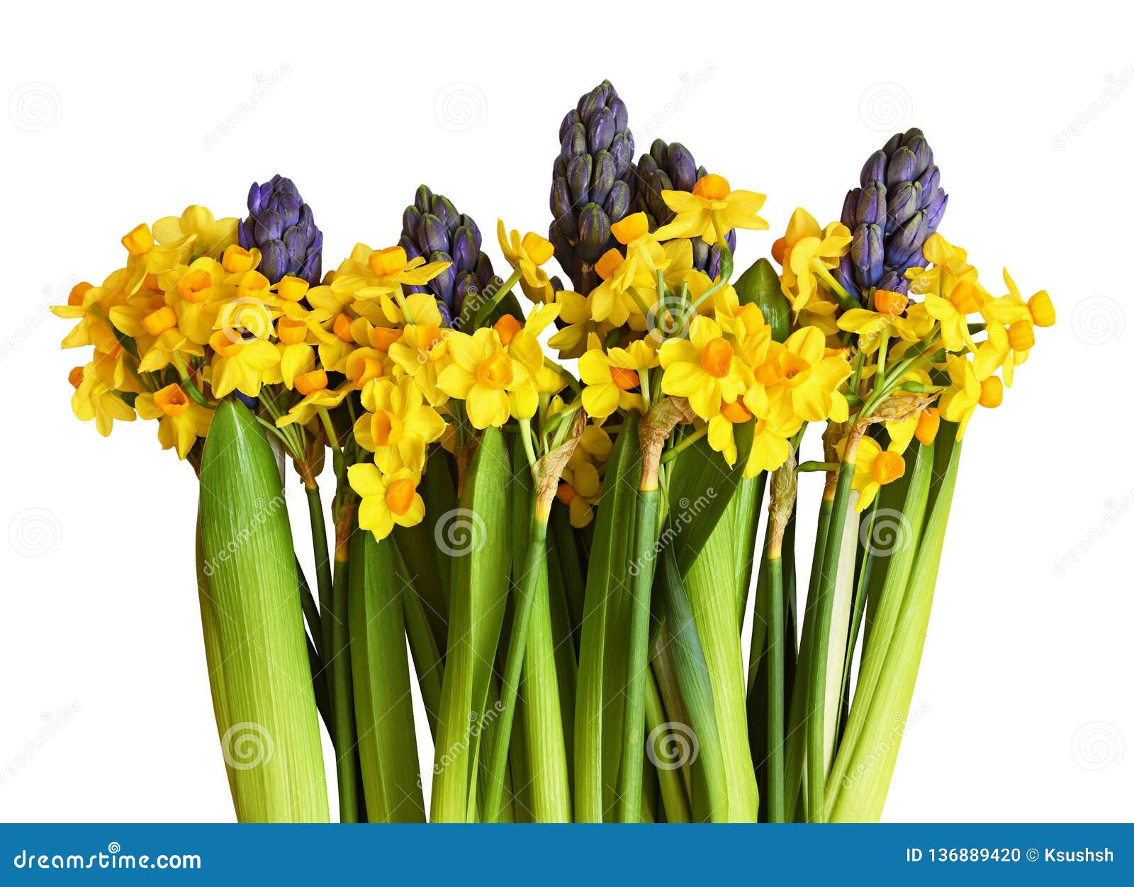 Hyacinth and Narcissus Flowers in a Spring Border Stock Photo - Image ...
