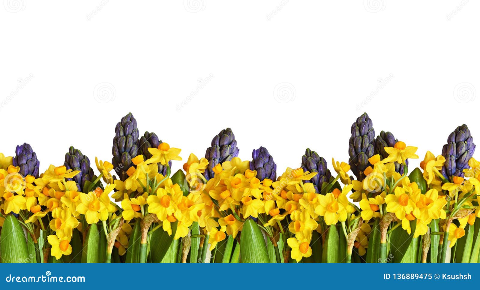 Hyacinth and Narcissus Flowers in a Spring Border Stock Image - Image ...
